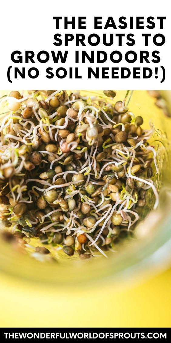 The Easiest Sprouts to Grow Indoors (No Soil Needed!)