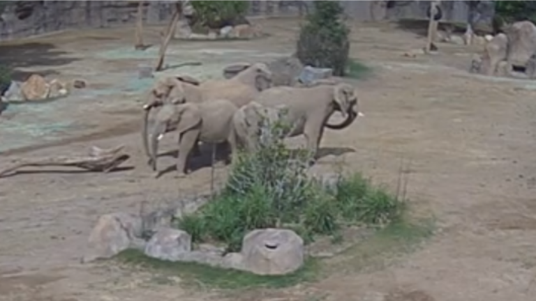 San Diego Earthquake: Elephants Inside Zoo Safari Park React To 5.2 ...
