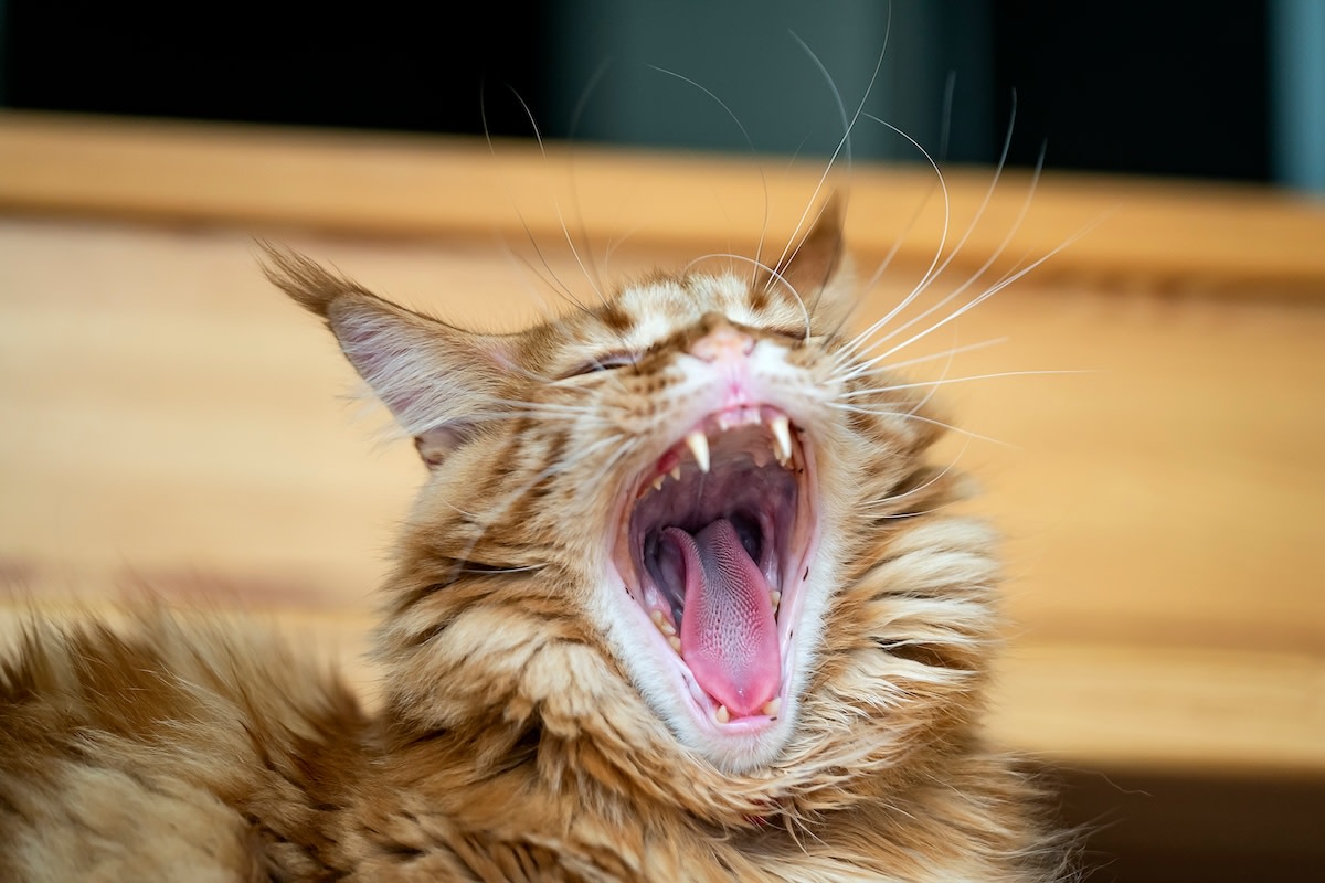 Massive Maine Coon’s Epic Perch for ‘Lion Roar’ Is a True Jaw-Dropper