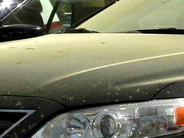 Record pollen levels in NC; why allergies have been worse this year