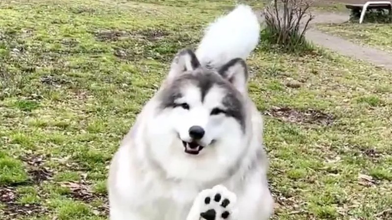 A furry crisis: Why is Toco's human-collie zoo struggling to attract ...