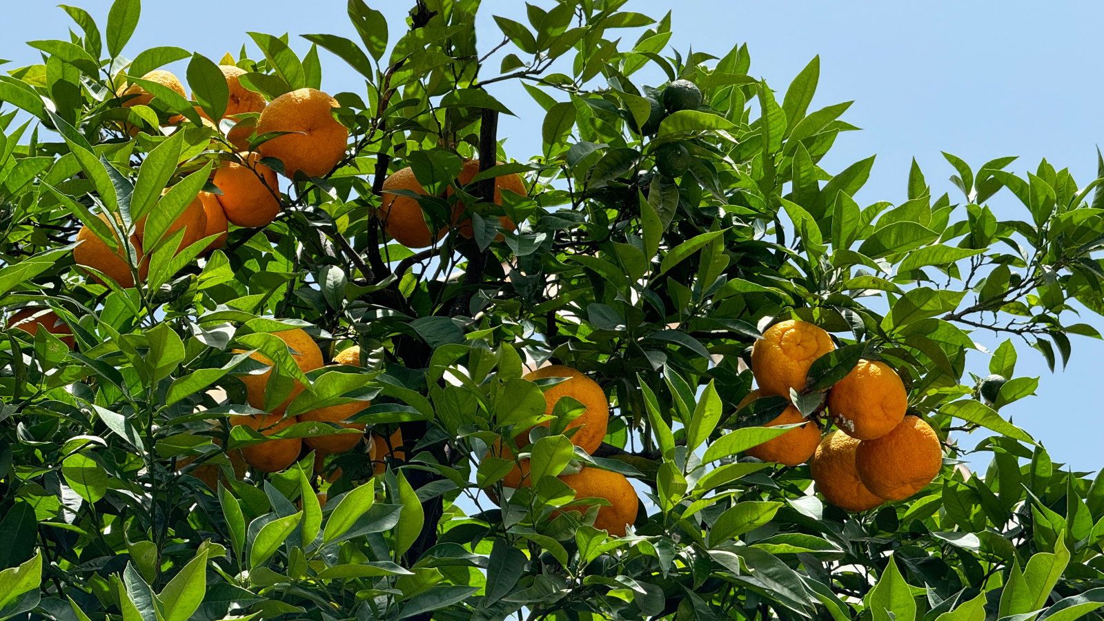 How to grow grapefruit for homegrown sweet and tangy, highly nutritious ...