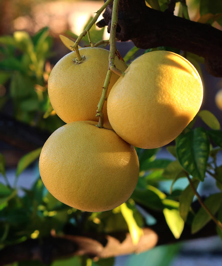 How to grow grapefruit for homegrown sweet and tangy, highly nutritious ...