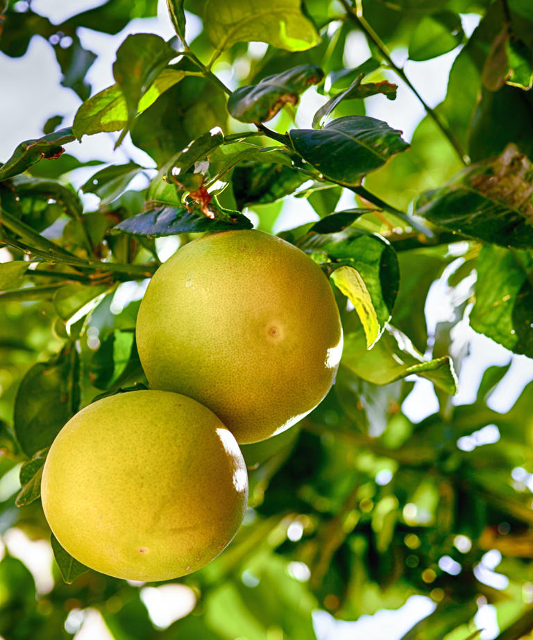 How to grow grapefruit for homegrown sweet and tangy, highly nutritious ...