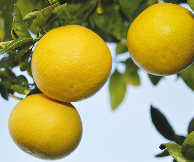 How to grow grapefruit for homegrown sweet and tangy, highly nutritious ...
