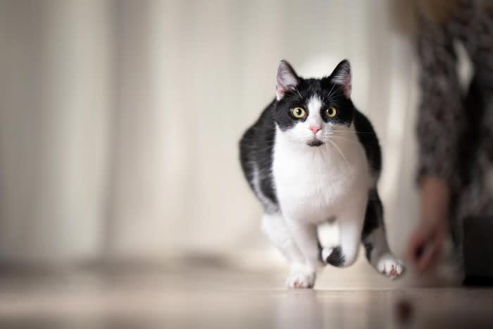 猫暮らしで起きがちな『騒音トラブル』3選 運動会や鳴き声…猫も意外と騒々しいかも？