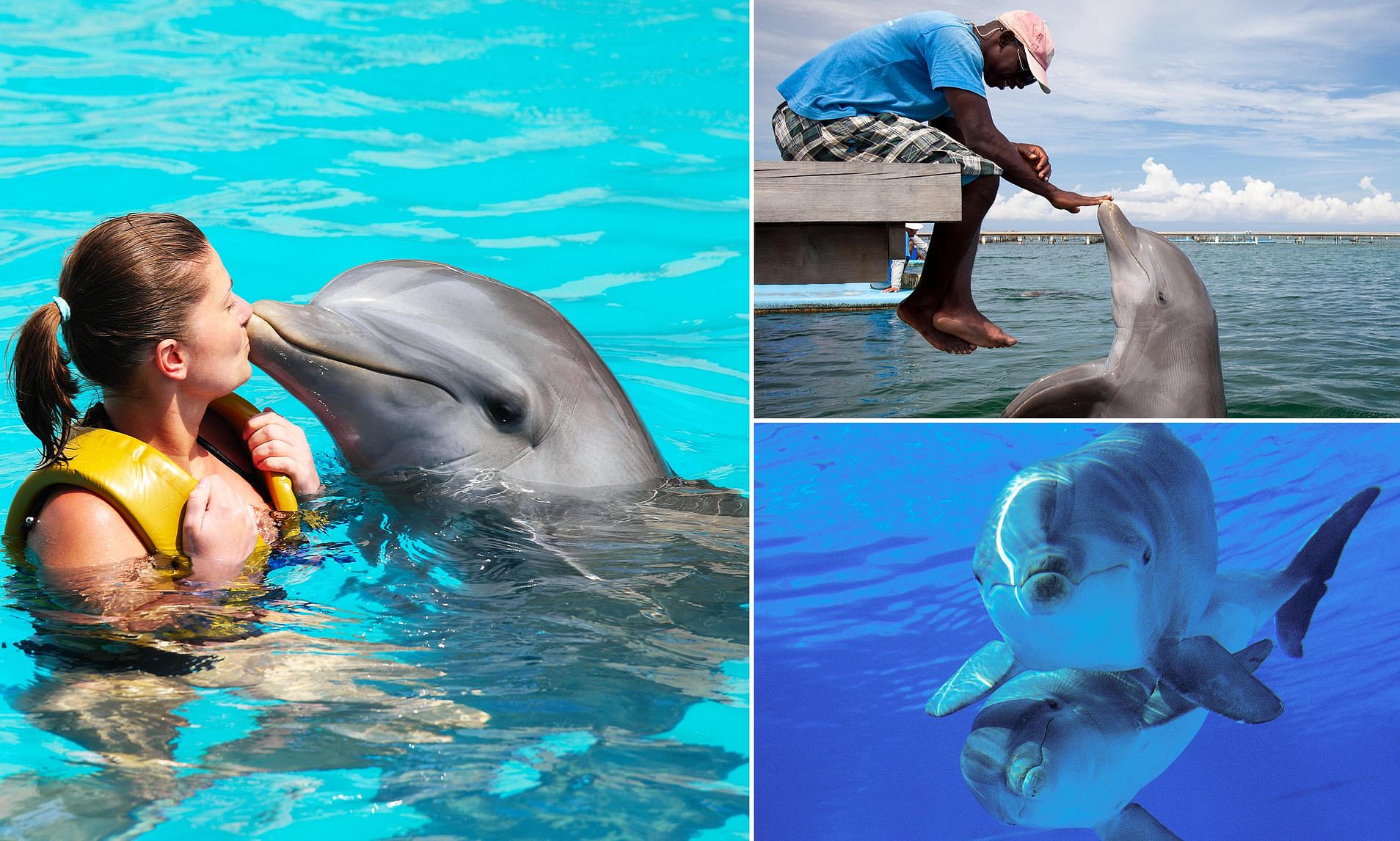 We will soon be able to talk to dolphins using AI, experts claim