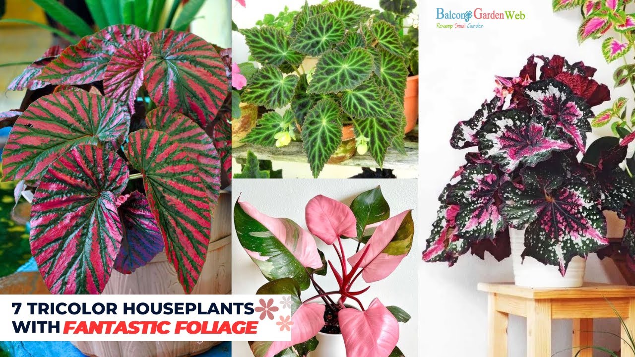 7 Tricolor Houseplants with Fantastic Foliage