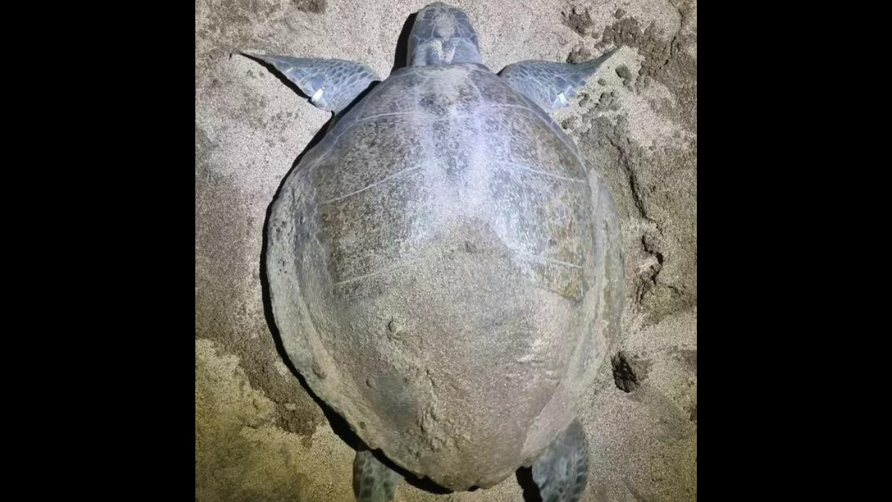 Tag 03233’s epic sea voyage: Olive Ridley turtle swims 3,500km from ...