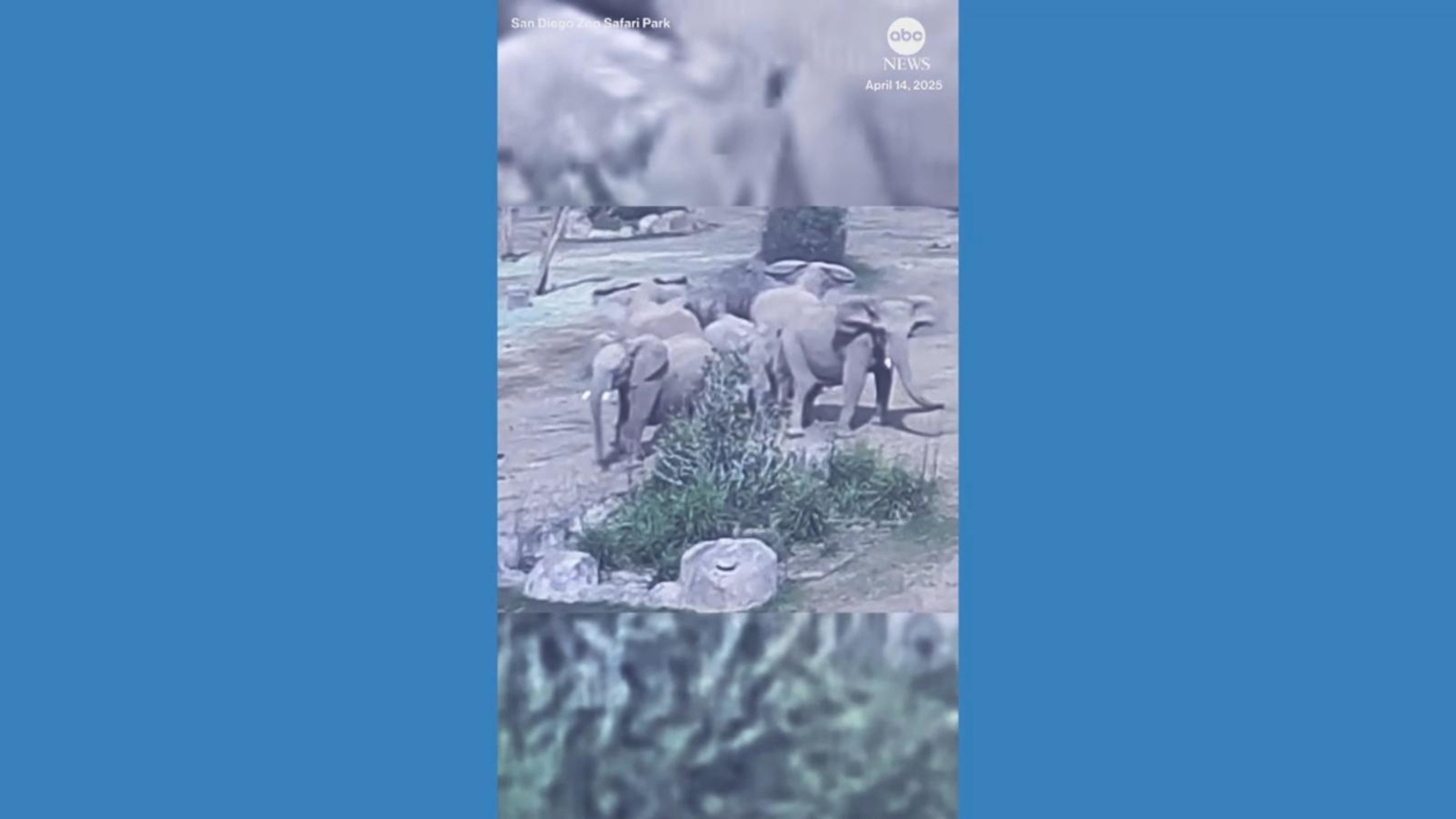 Elephants rush to protect their young during California earthquake