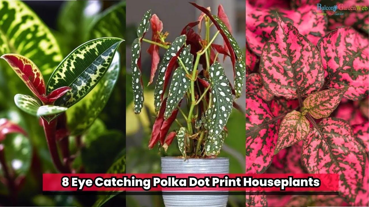 8 gorgeous plants with patterned leaves for your home