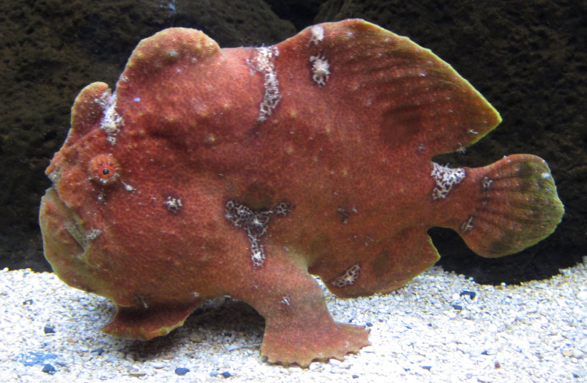 Masters of camouflage: Rare sighting of frogfish spotted in Gulf of Eilat