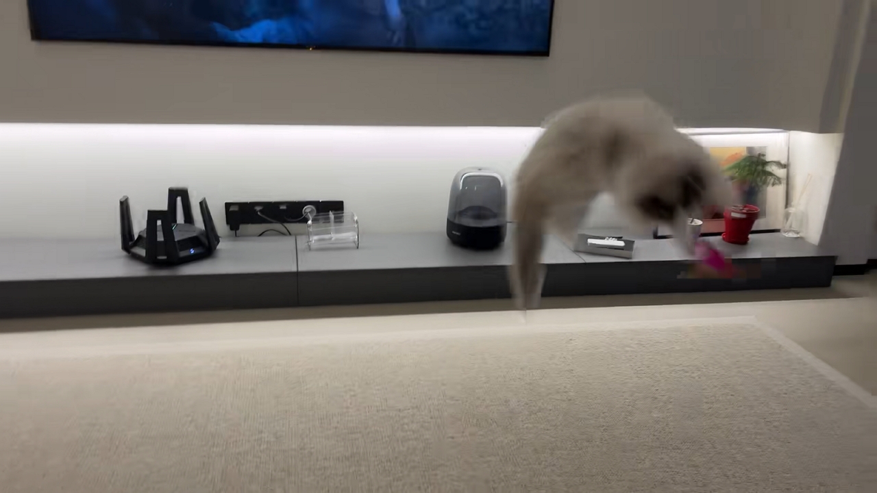 Cat hilariously backflips while chasing toy in Zhejiang, China