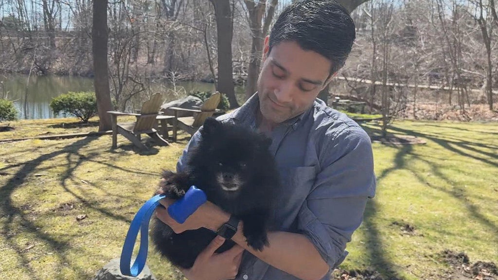 Meet Boston's "dog lawyer" Jeremy Cohen, who specializes in resolving ...