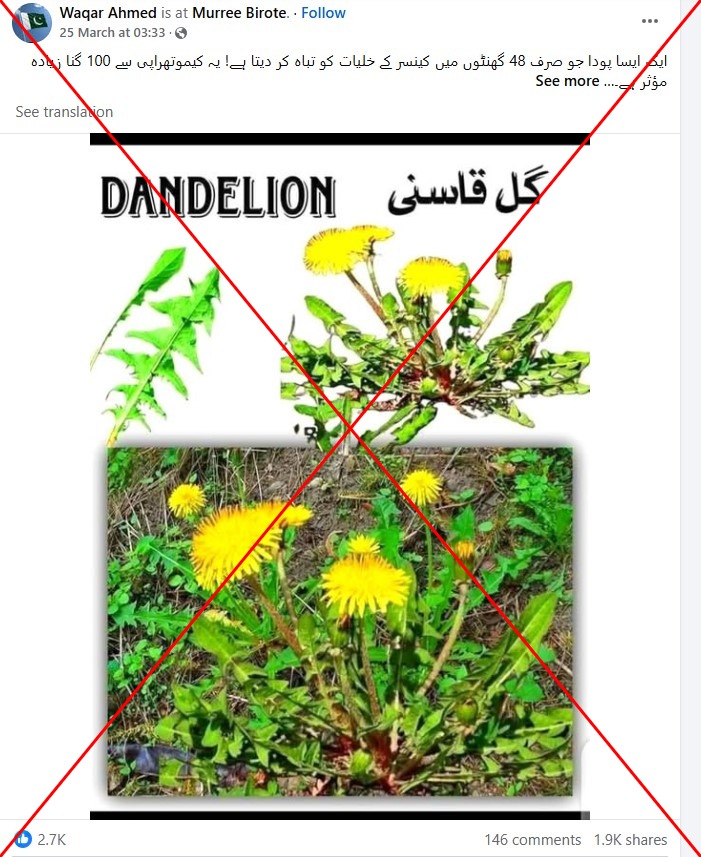 Experts warn against using dandelion tea as cancer remedy