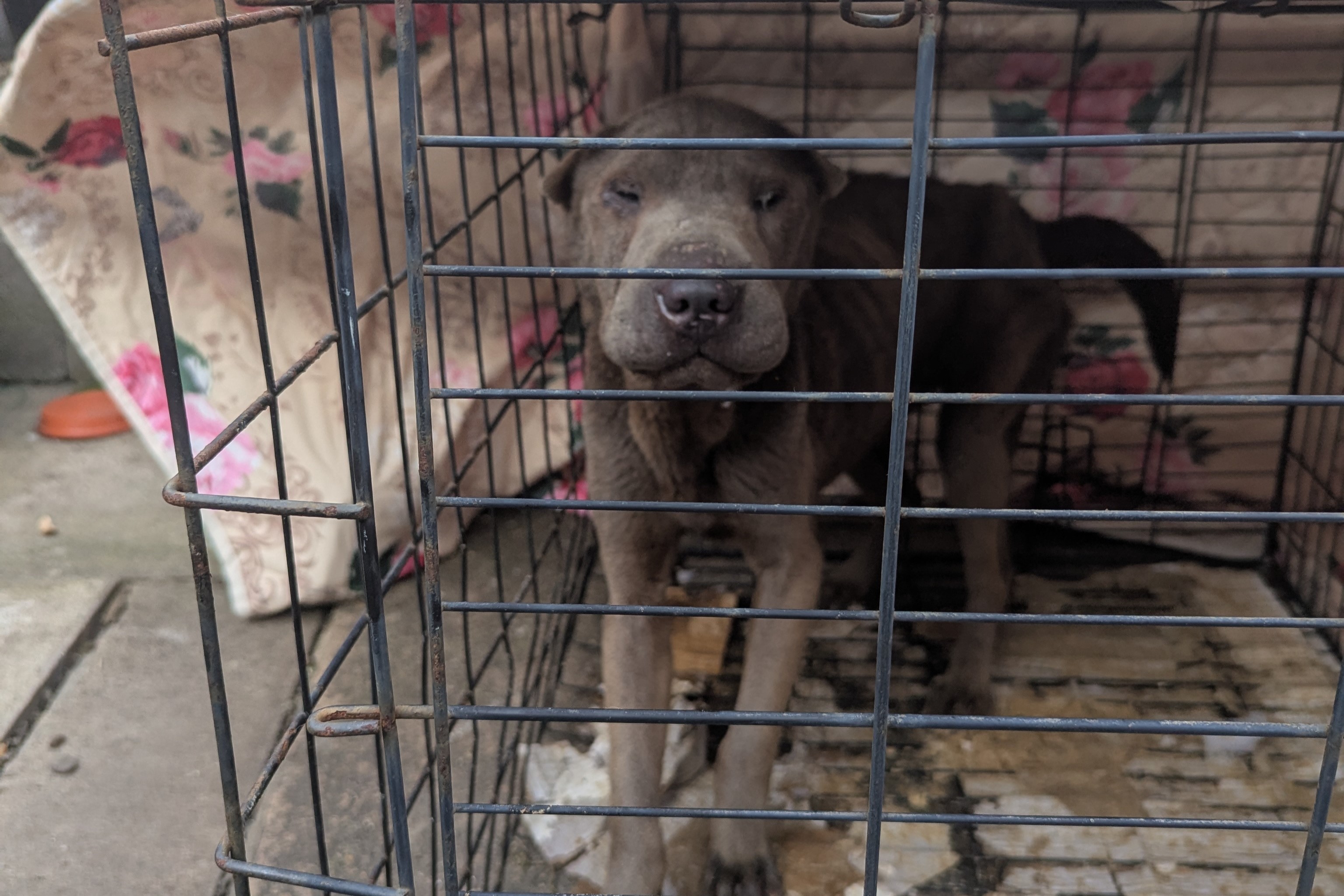 Mexborough Avenue Chapeltown: Horror as starving and 'traumatised' dogs ...