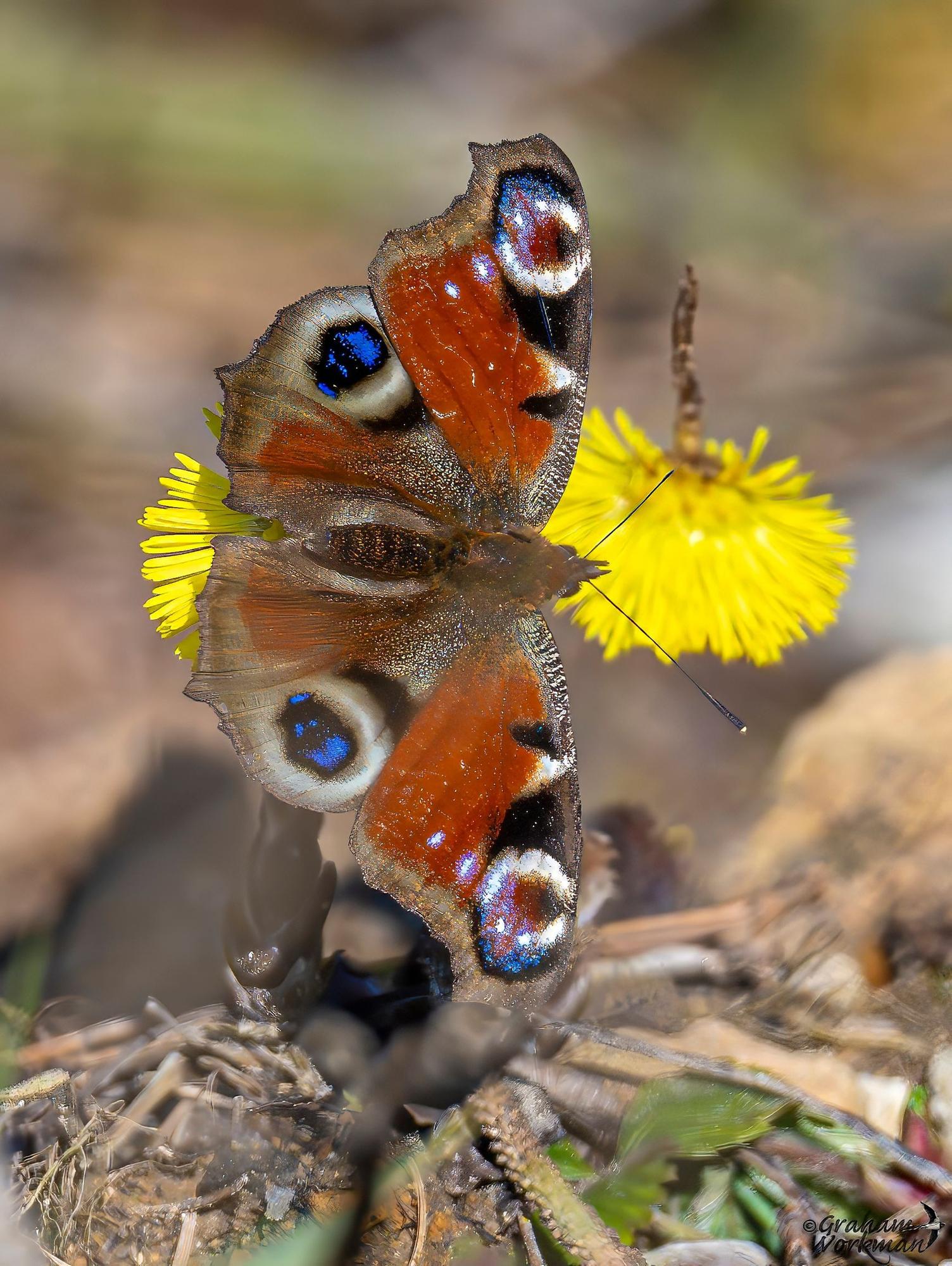 Graham Workman column: UK Butterflies