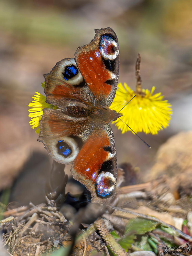 Graham Workman column: UK Butterflies