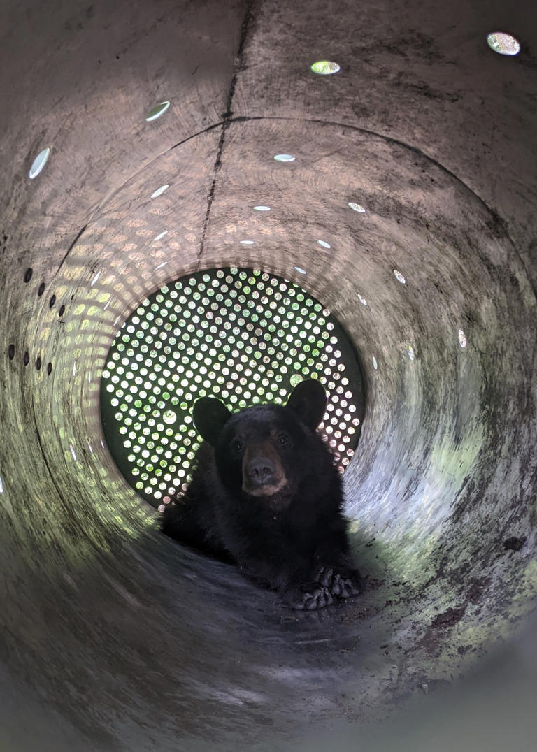 Word from the Smokies: For bears, relocation is no 'happily ever after'