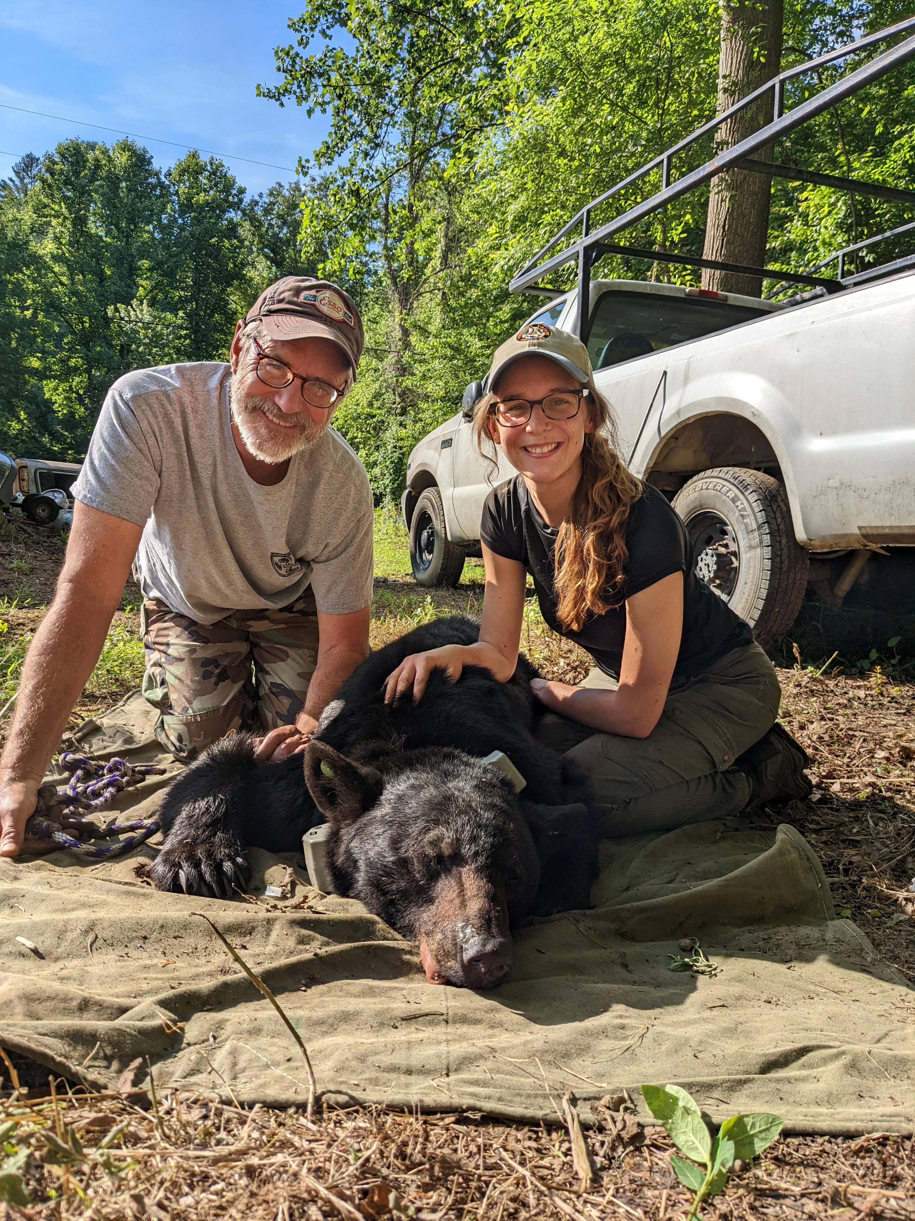 Word from the Smokies: For bears, relocation is no 'happily ever after'