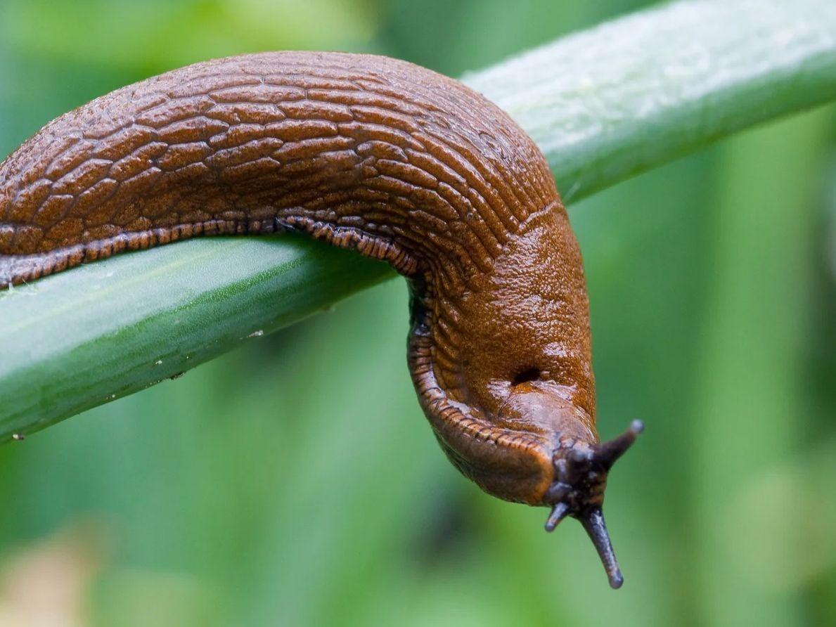 Expert reveals how to protect your garden from a slug invasion this spring