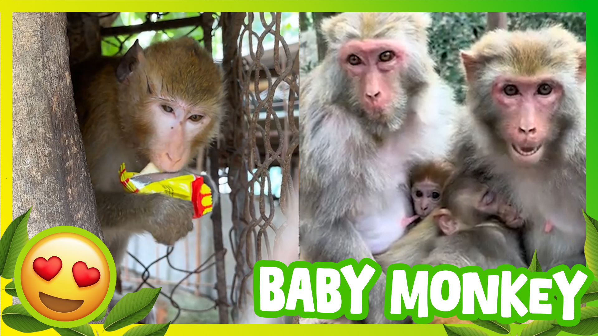 🐵 Adorable Baby Monkey Moments! Sweet and Funny Monkey Video 🍼🐒