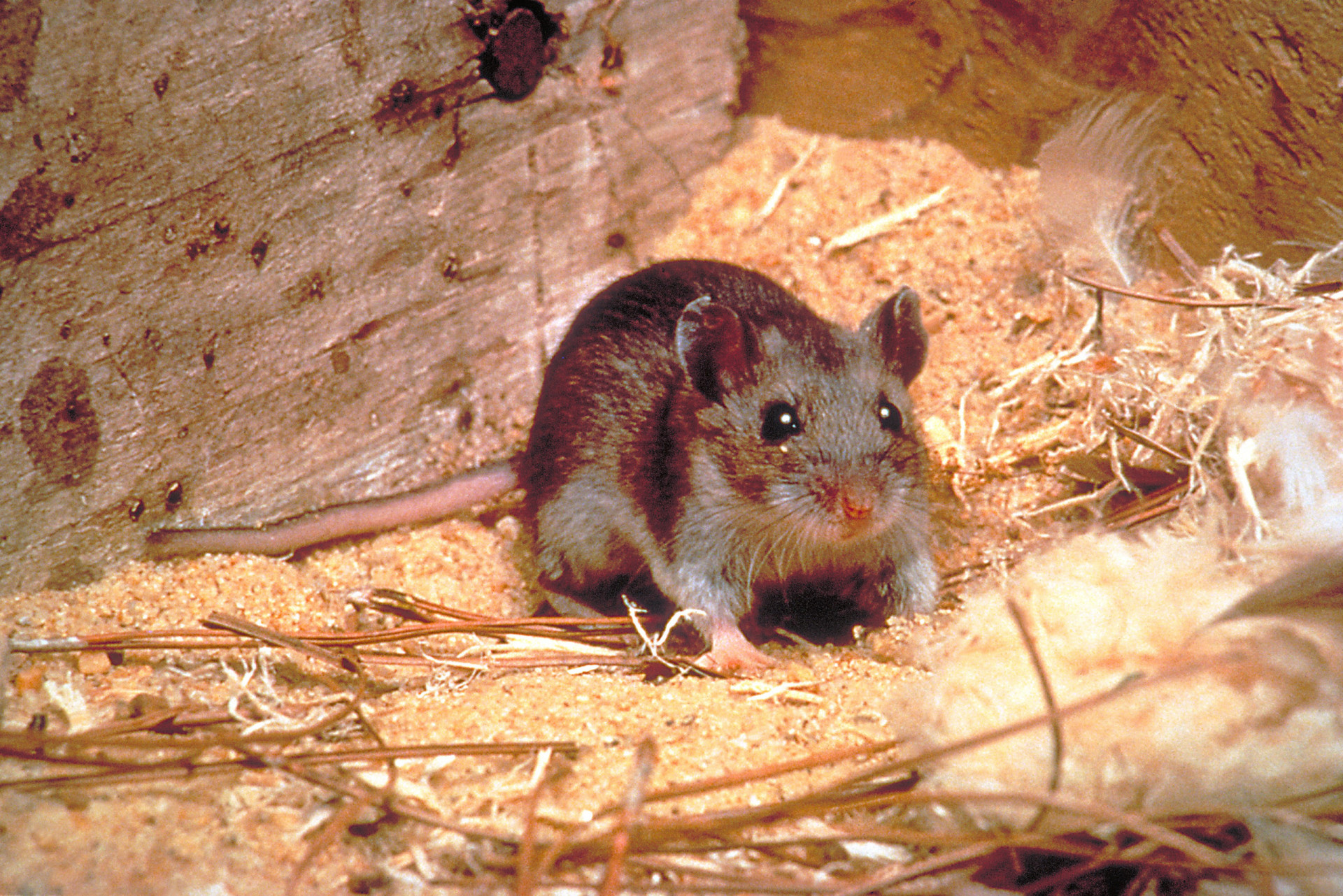 WHO seeks 82 passengers from flight with hantavirus-infected woman