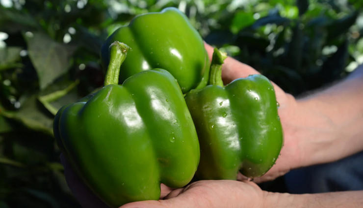 10 Proven Health Benefits of Capsicum