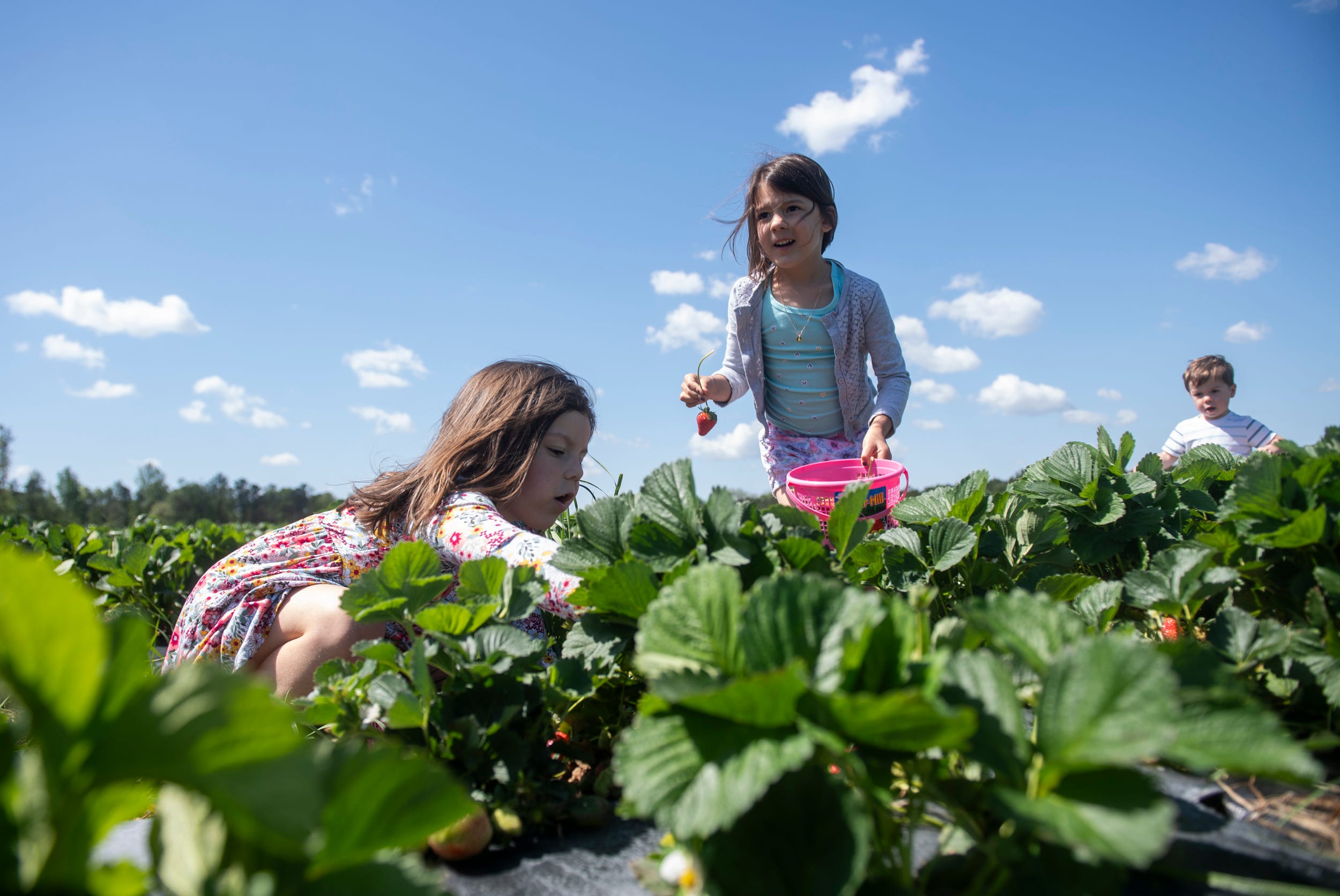 When is strawberry season in Tennessee? Here's when berries grow