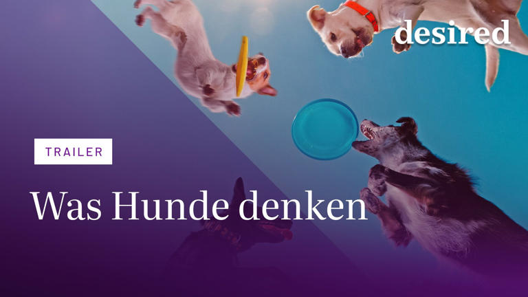 Dein Hund legt dir die Pfote auf? Das steckt tatsächlich dahinter