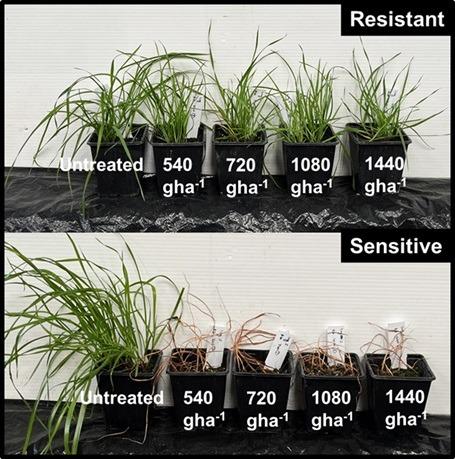 First confirmed case of glyphosate-resistant grass weed in Irish ...