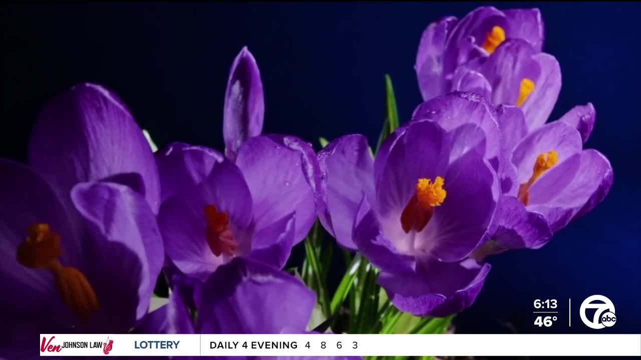 Local expert says metro Detroiters should prepare for intense pollen punch, harsh allergy season