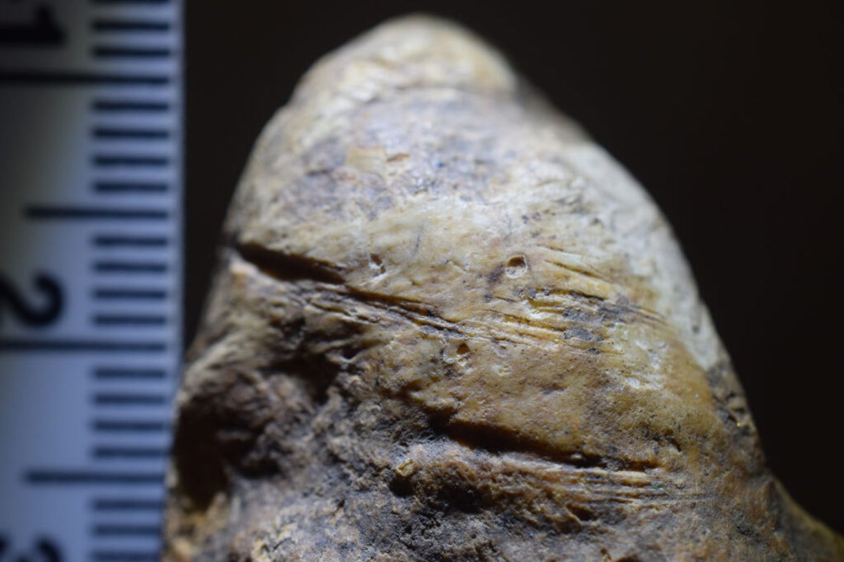 Tiny detail on animal bone changes what we know about our human ancestors