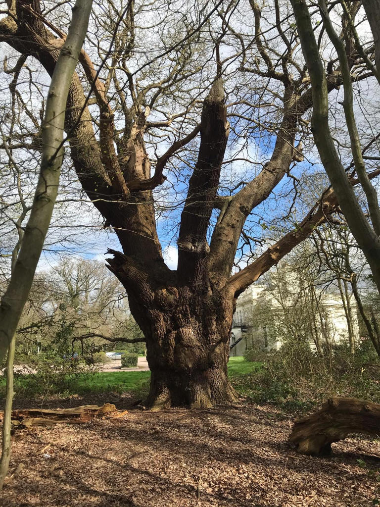 Toby Carvery owners admit felling beloved 500-year-old oak tree in ...
