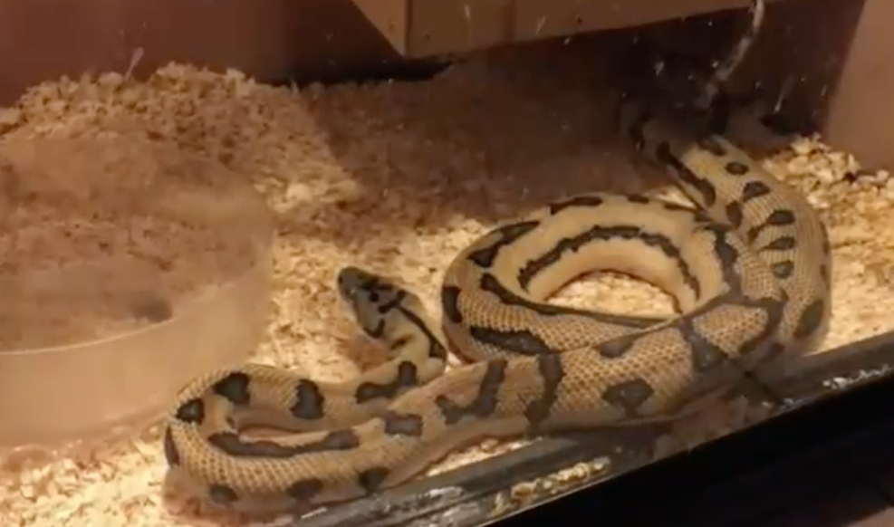 Bruce the snake | Runaway python back home after sneaky escapade
