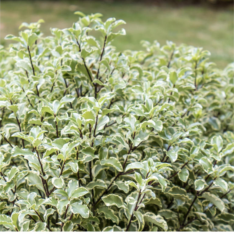 Best evergreen plants for borders – 5 winter bloomers and foliage ...