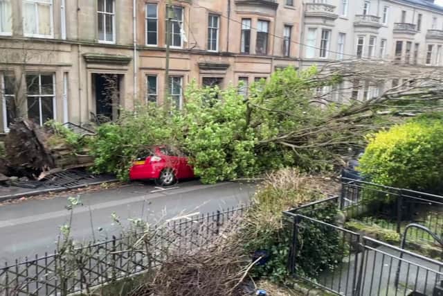 Over 1,100 trees were damaged during Storm Eowyn