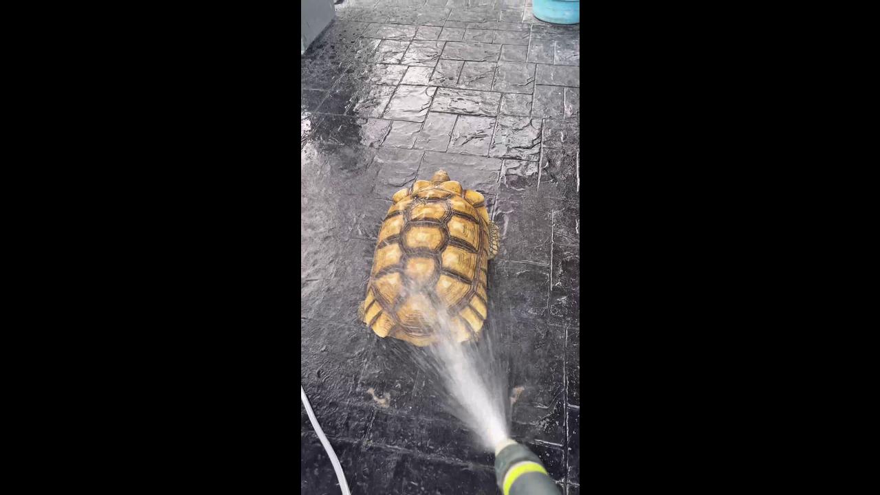 Pet tortoise shakes its booty while being sprayed with water