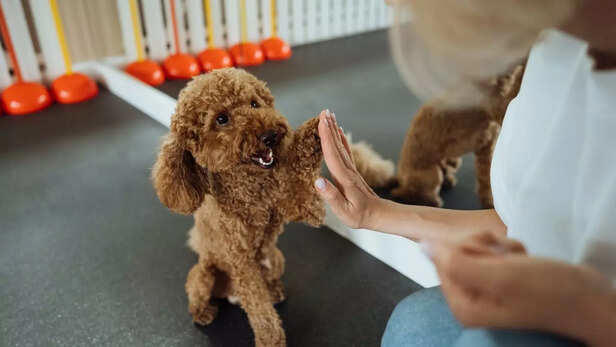 Train Your Pet the Right Way: Harness the Power of Positive Reinforcement