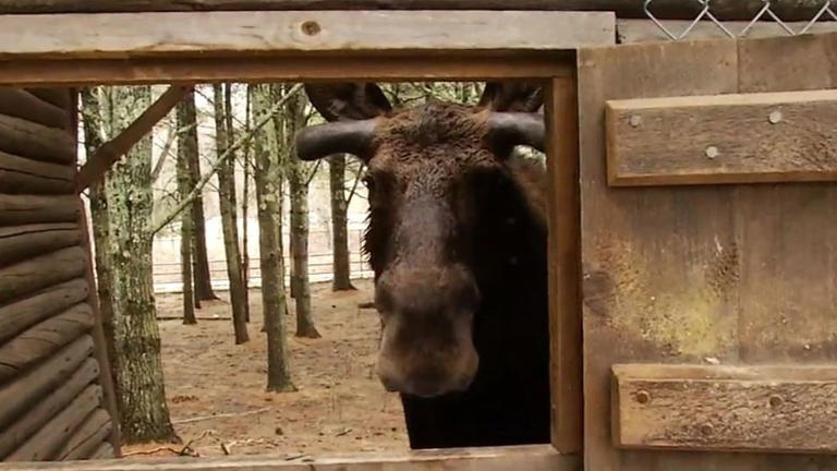 Maine Wildlife Park opens for season with new look and enhanced visitor ...