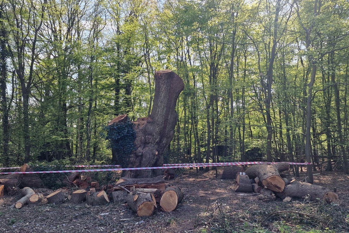 Why a felled oak tree could be London’s Sycamore Gap
