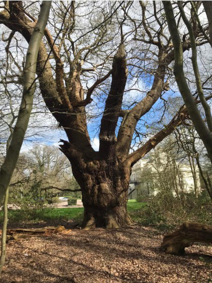 London’s Sycamore Gap? Fury as Toby Carvery fells ancient oak tree