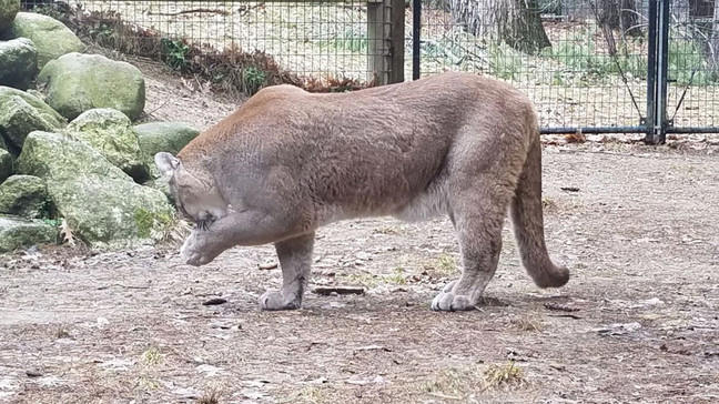 Maine Wildlife Park opens for season with new look and enhanced visitor ...