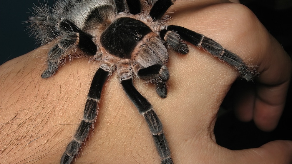 Is There a Difference Between a Tarantula and a Bird Spider?