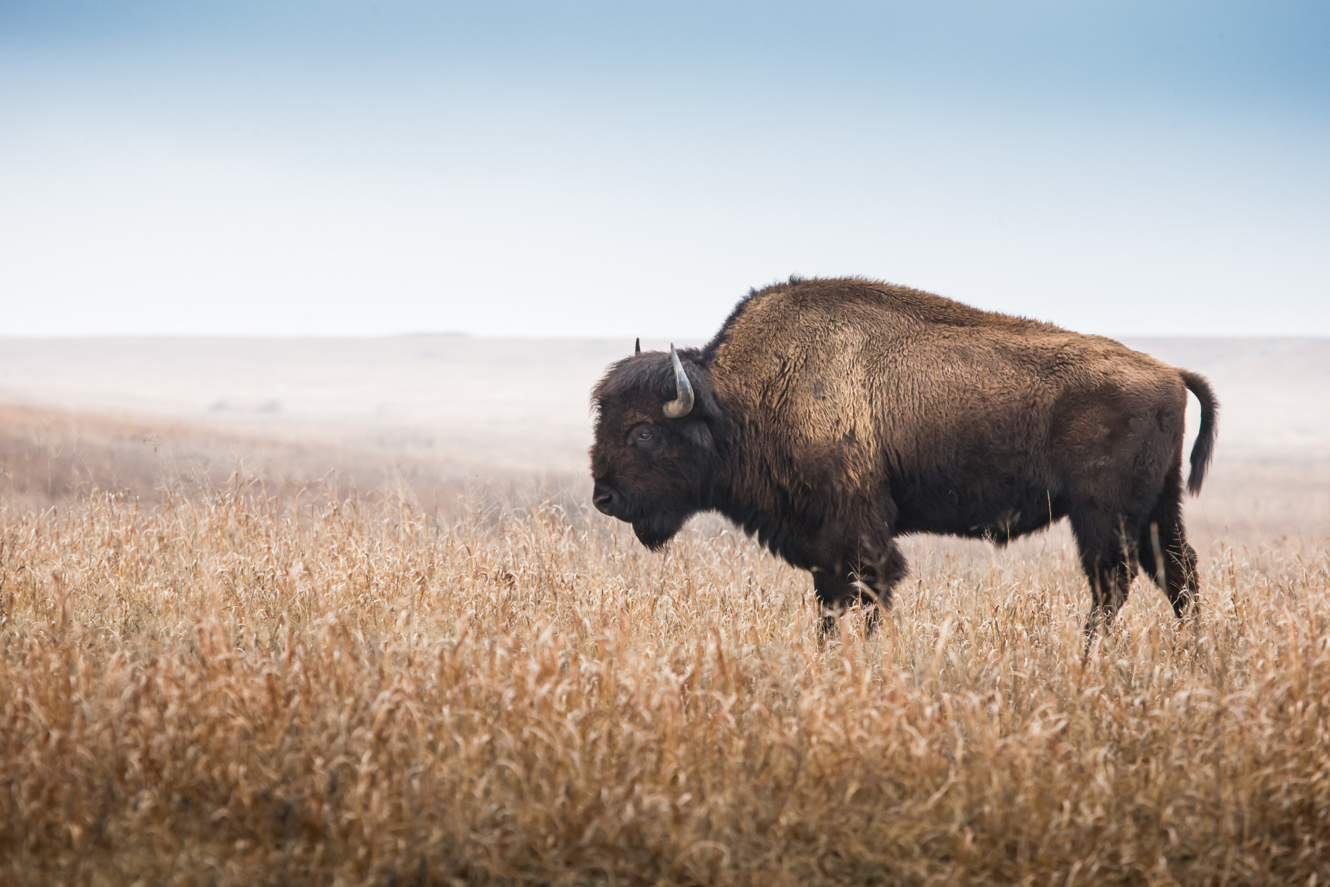 Brilliant facts about the American bison