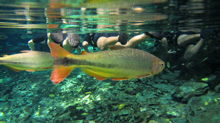 One Of The World's Most Transparent Rivers Is A Vibrant Spring-Fed ...