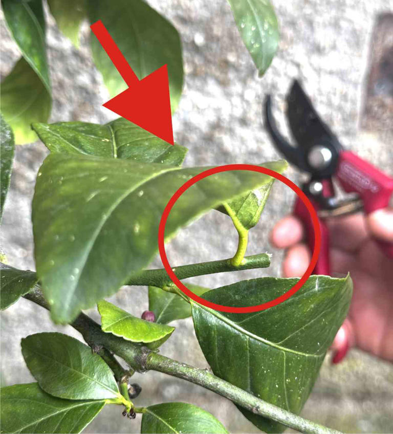 Potatura del limone: la speronatura dei succhioni