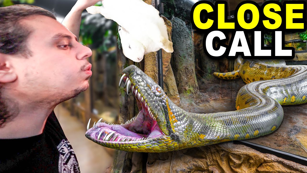 This Anaconda Strike Caught Me Off Guard!