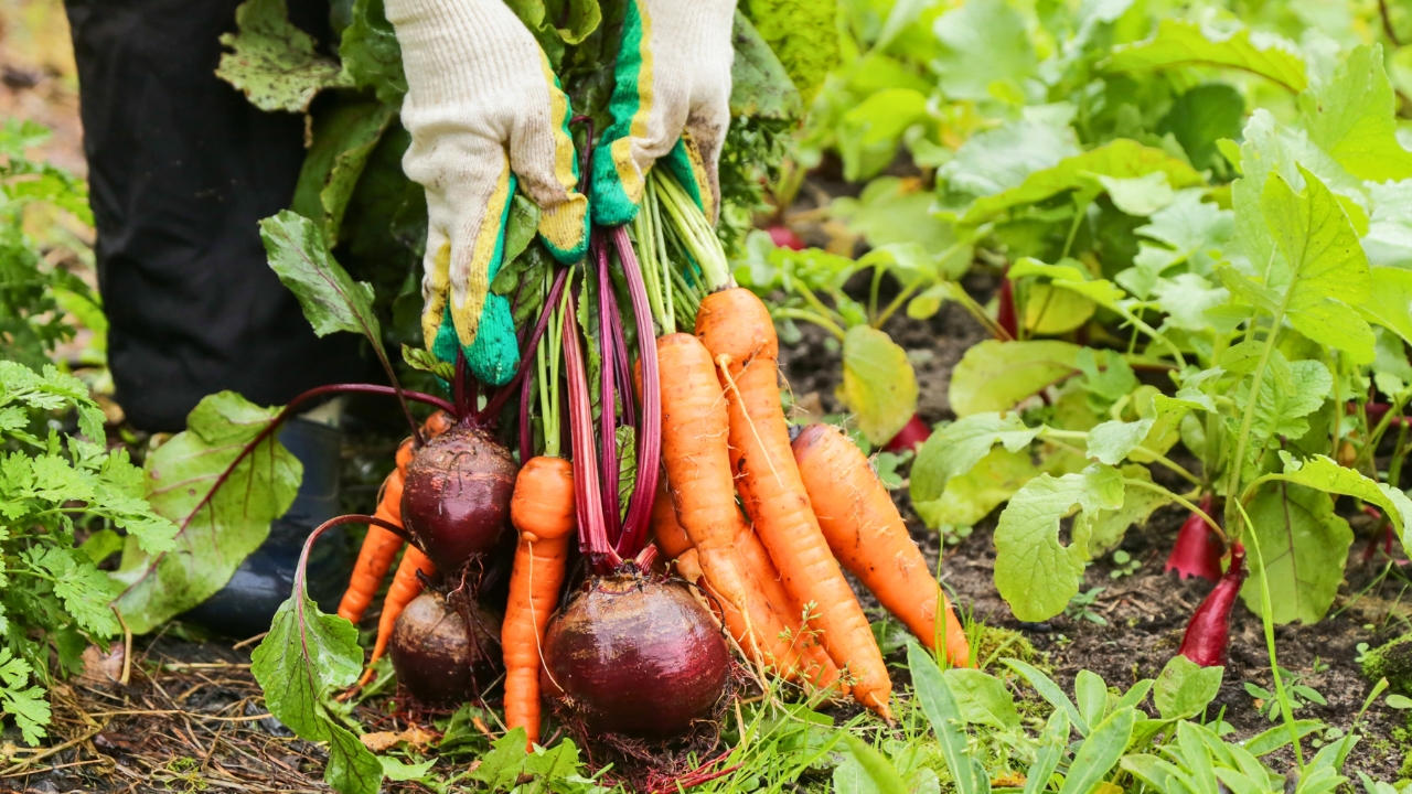 The 10 best crops to grow if you want to be more self-reliant