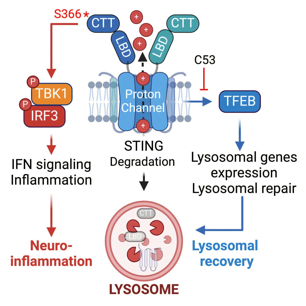 STING protein aids lysosome repair, offering hope for neurodegenerative ...